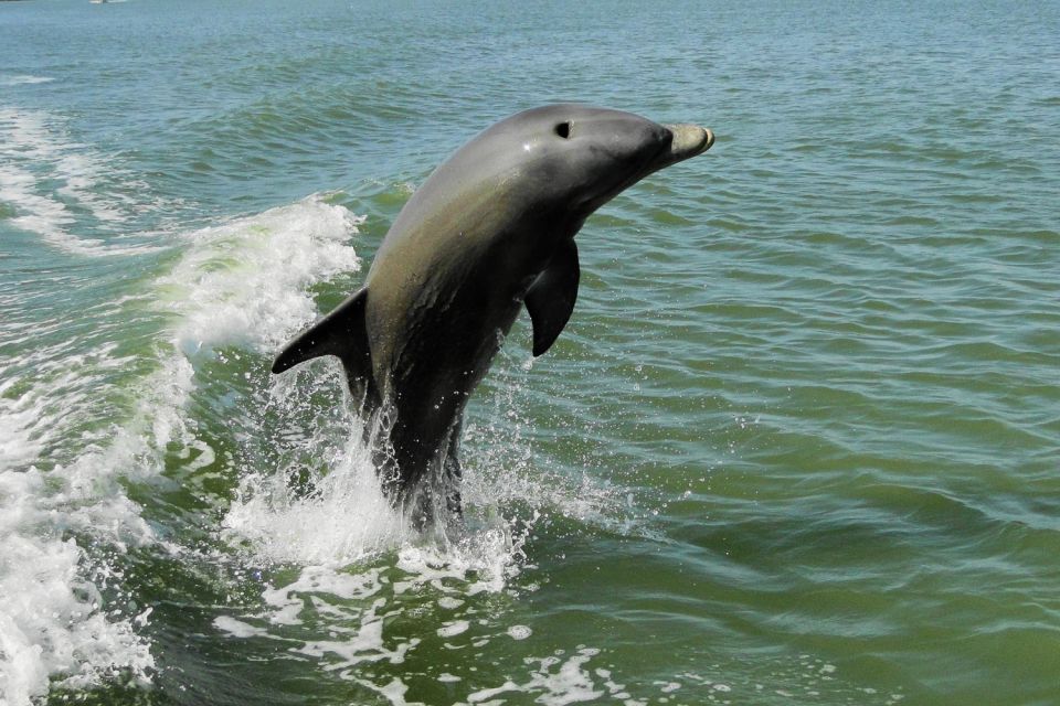 Marco Island: 2-Hour Dolphin, Birding, and Shelling Tour - Authentic Insights from Reviews