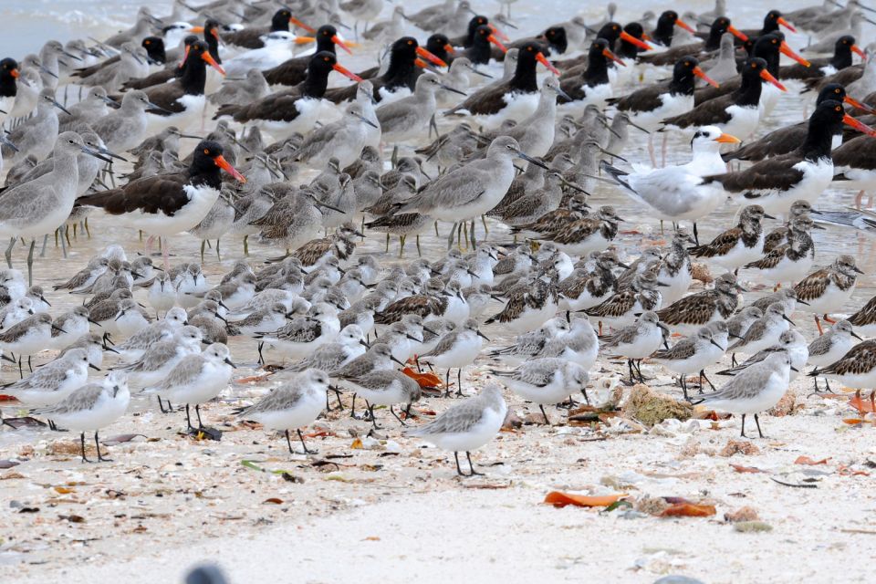 Marco Island: 2-Hour Dolphin, Birding, and Shelling Tour - Final Thoughts