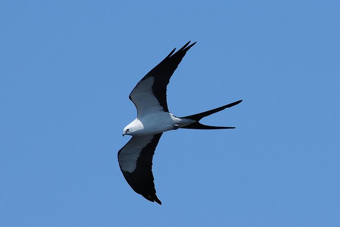 Marco Island 2 hour Dolphin, Birding and Shelling tour - Who Should Book This Tour?