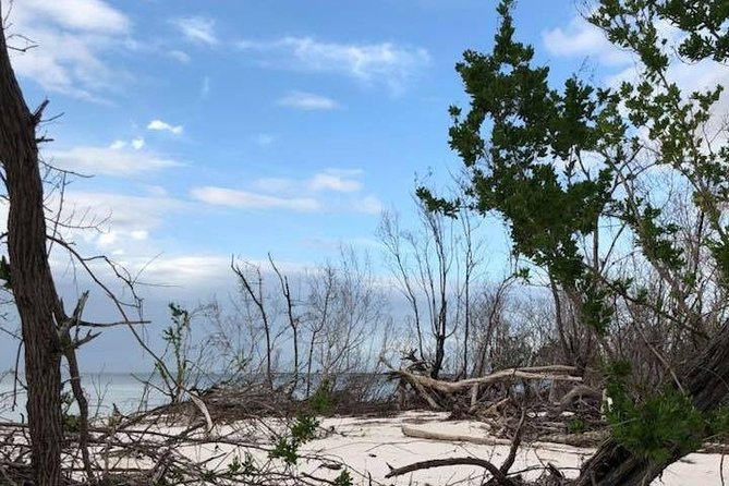 Marco Island 2 hour Dolphin, Birding and Shelling tour - Final Thoughts