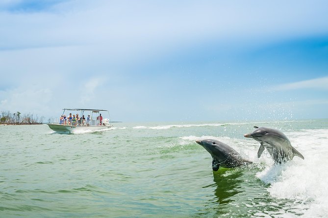 Marco Island Dolphin Sightseeing Tour - Introduction