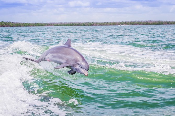 Marco Island Dolphin Sightseeing Tour - Key Points