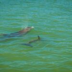 Marco Island Dolphin Sightseeing Tour - The Itinerary Breakdown
