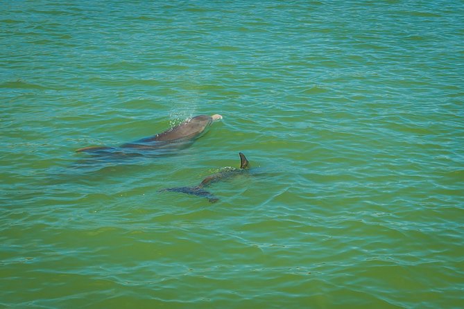 Marco Island Dolphin Sightseeing Tour - The Itinerary Breakdown