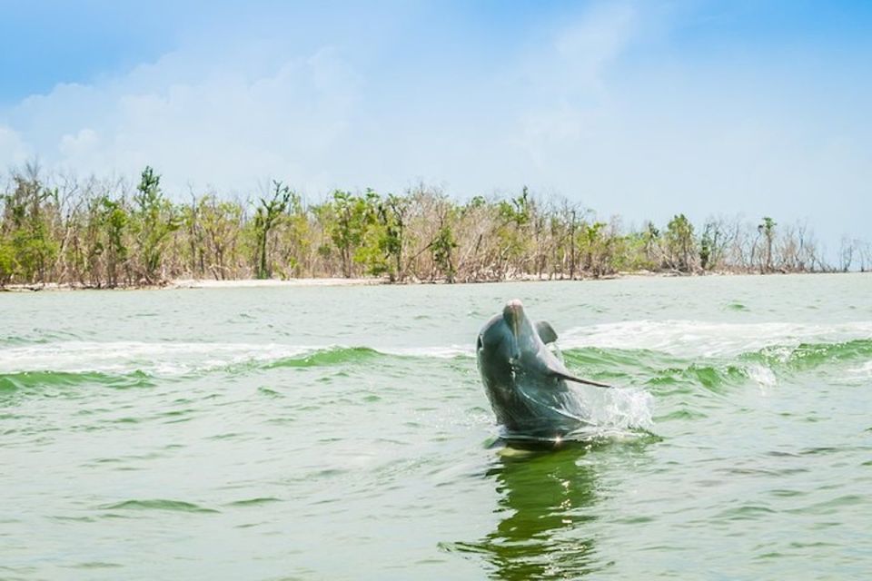 Marco Island: Dolphin-Watching Boat Tour - Who Would Love This Tour?