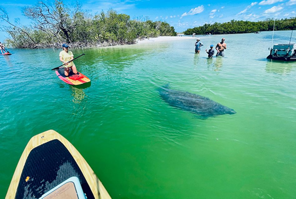 Marco Island: Guided Manatee-Watching Kayaking or SUP Tour - Introduction to the Tour