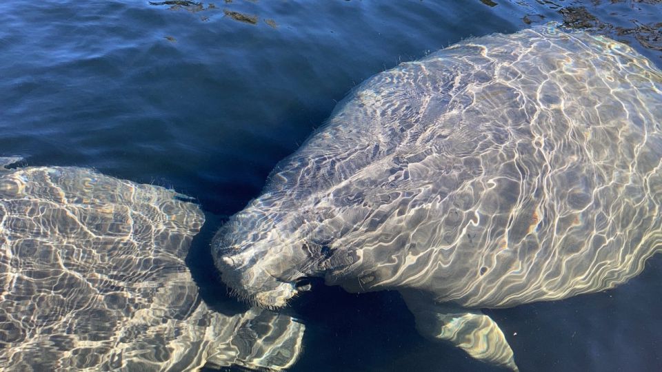 Marco Island: Guided Manatee-Watching Kayaking or SUP Tour - What to Expect on the Water