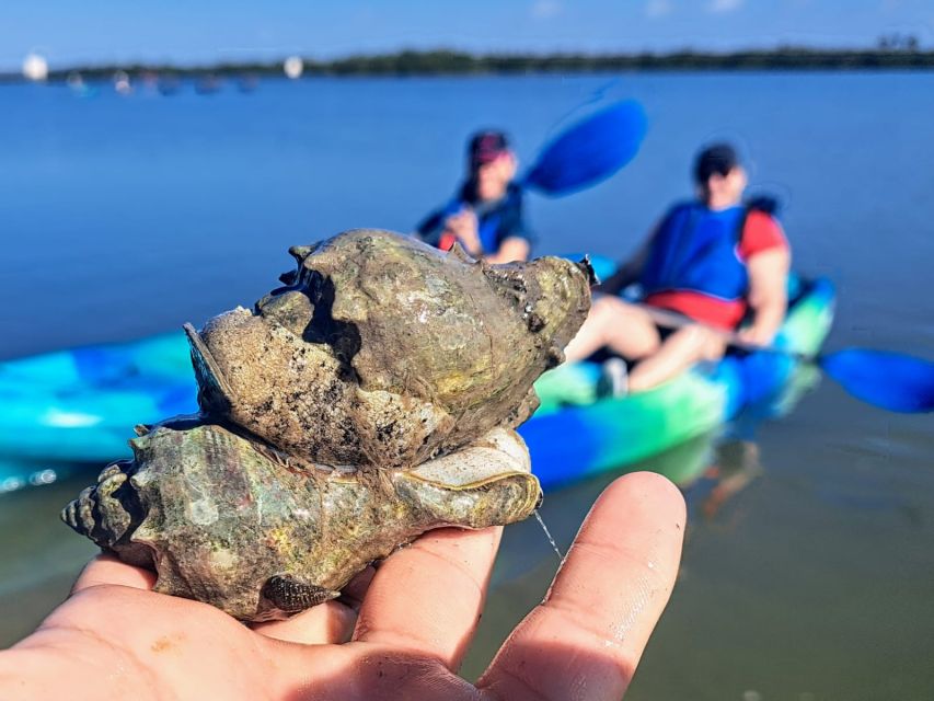 Marco Island: Kayak Mangrove Ecotour in Rookery Bay Reserve - The Experience: A Deep Dive into the Kayak Tour