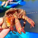 Marco Island: Kayak Mangrove Ecotour in Rookery Bay Reserve - Who Will Love This Experience?
