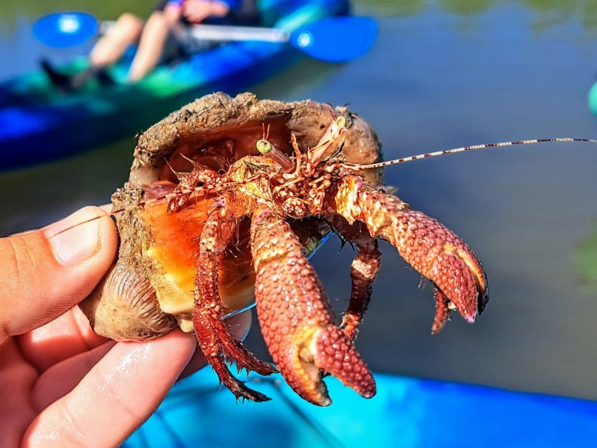 Marco Island: Kayak Mangrove Ecotour in Rookery Bay Reserve - Who Will Love This Experience?