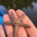 Marco Island: Mangrove Maze Kayak Tour (2hrs) - Why Choose This Tour?