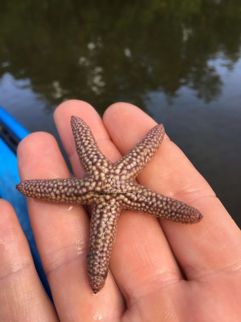 Marco Island: Mangrove Maze Kayak Tour (2hrs) - Why Choose This Tour?
