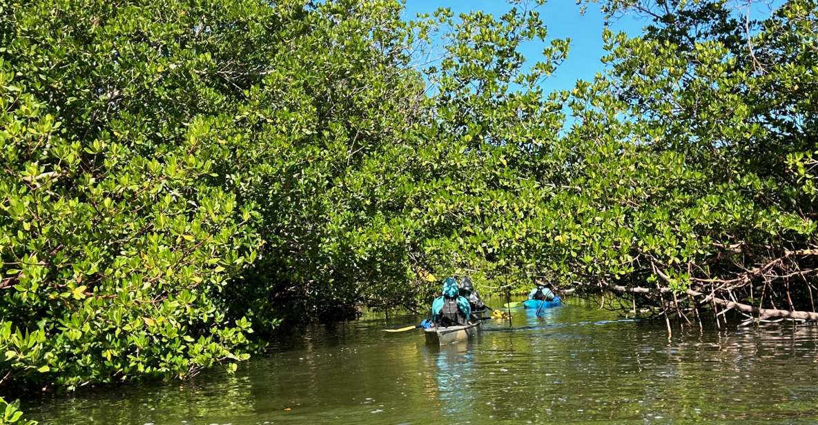 Marco Island: Mangrove Maze Kayak Tour (2hrs) - The Sum Up