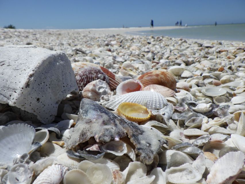 Marco Island: Ten Thousand Islands Shelling & Dolphin Tour - Key Points