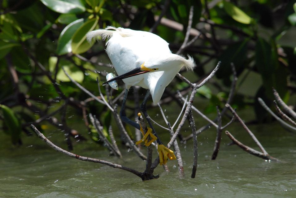 Marco Island: Ten Thousand Islands Shelling & Dolphin Tour - FAQ