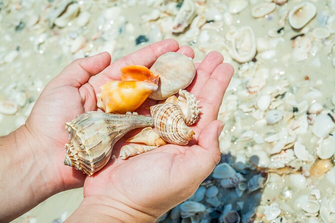 Marco Island Wildlife Sightseeing and Shelling Tour - The Sum Up