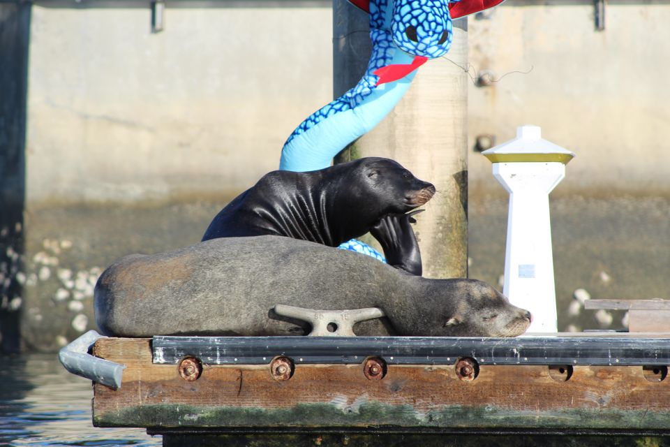 Marina Del Rey: Kayak and Paddleboard Tour with Sea Lions - Key Points