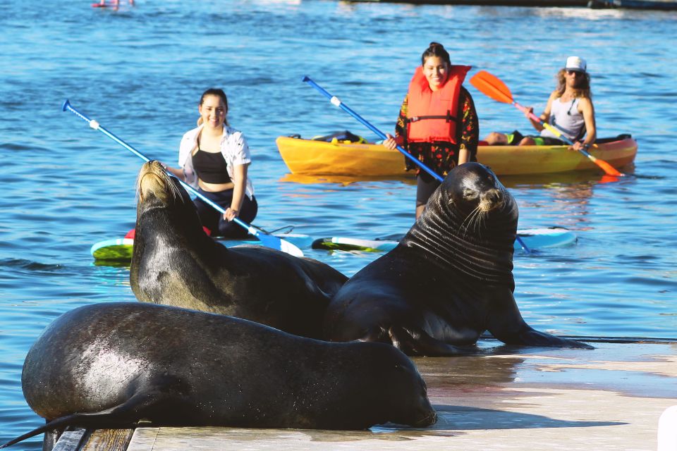 Marina Del Rey: Kayak and Paddleboard Tour with Sea Lions - The Equipment and Inclusion