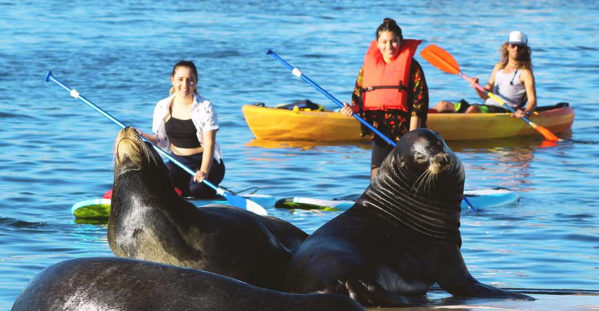 Marina Del Rey: Kayak and Paddleboard Tour with Sea Lions - FAQs