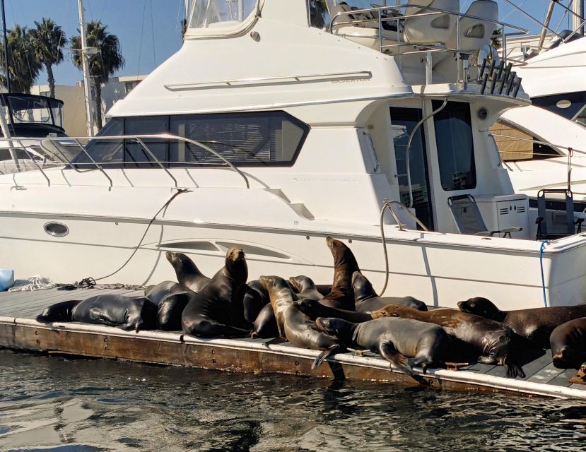 Marina Del Rey Luxury Boat Cruise Wine, Charcuterie Sealions - Final Thoughts