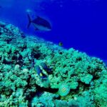 Marine Biologist Guided Snorkel Tour from Shore at Turtle Town - What to Expect from the Snorkel Experience