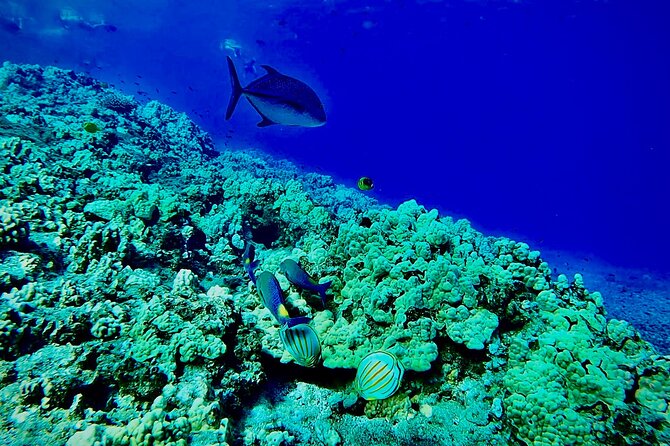 Marine Biologist Guided Snorkel Tour from Shore at Turtle Town - What to Expect from the Snorkel Experience