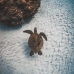 Maui: Alii Nui Turtles & Tacos Snorkel - Practical Details and Considerations