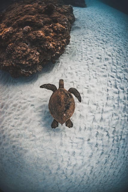 Maui: Alii Nui Turtles & Tacos Snorkel - Practical Details and Considerations