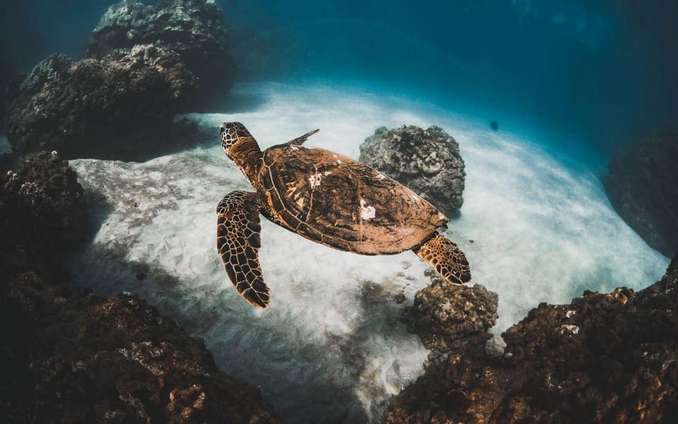 Maui: Alii Nui Turtles & Tacos Snorkel - The Sum Up
