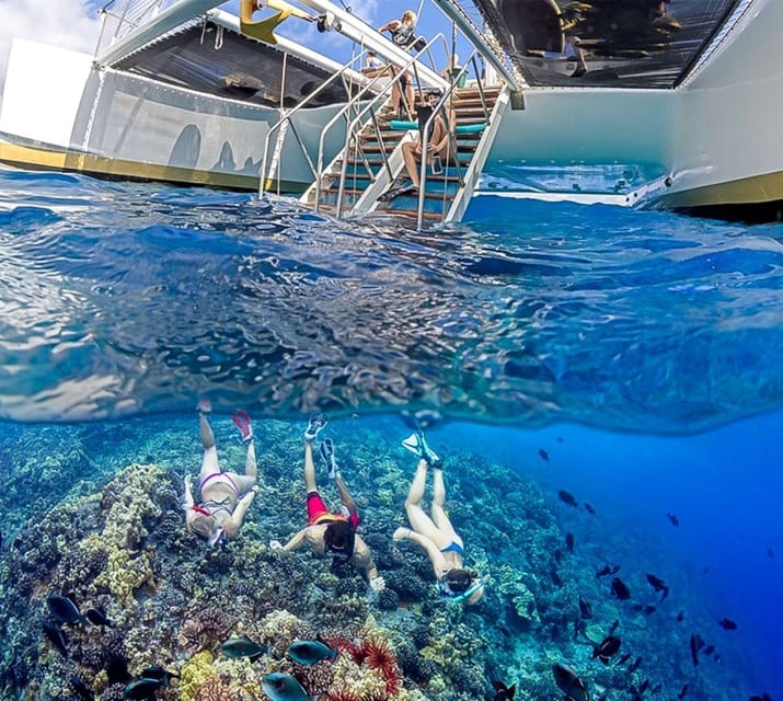 Maui: Alii Nui Turtles & Tacos Snorkel - FAQ