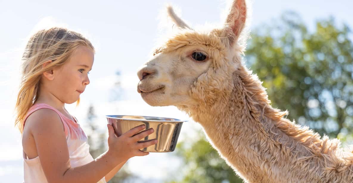 Maui: Alpaca Farm Visit with Hands-On Activities - The Itinerary: What to Expect