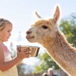 Maui: Alpaca Farm Visit with Hands-On Activities - Practical Details and Value