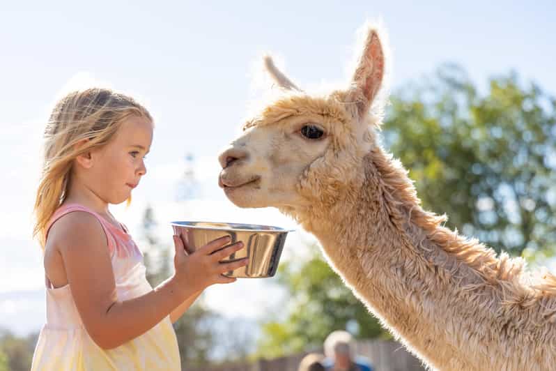 Maui: Alpaca Farm Visit with Hands-On Activities - Practical Details and Value