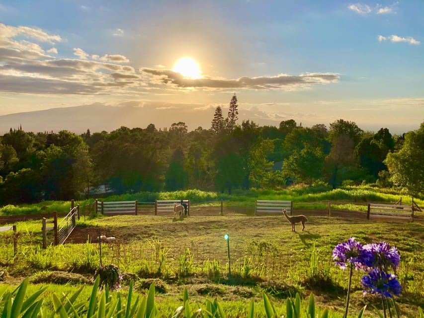 Maui: Alpaca Farm Visit with Hands-On Activities - Who Is This Tour Best Suited For?