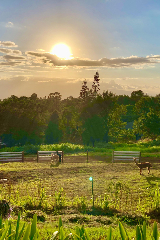 Maui: Alpaca Farm Visit with Hands-On Activities - FAQ