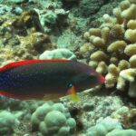 Maui Beach Shoreline Snorkel - Key Points