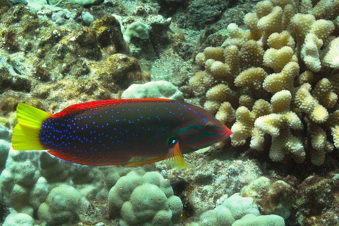 Maui Beach Shoreline Snorkel - Key Points