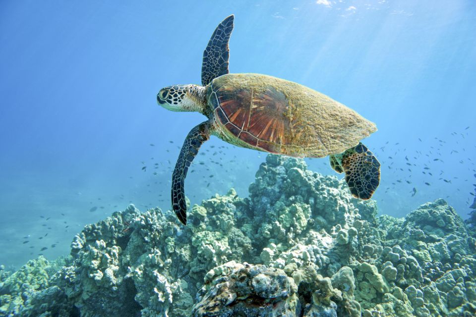 Maui: Beginner Discovery Scuba Dive Excursion from Lahaina - Who Should Book This Tour?