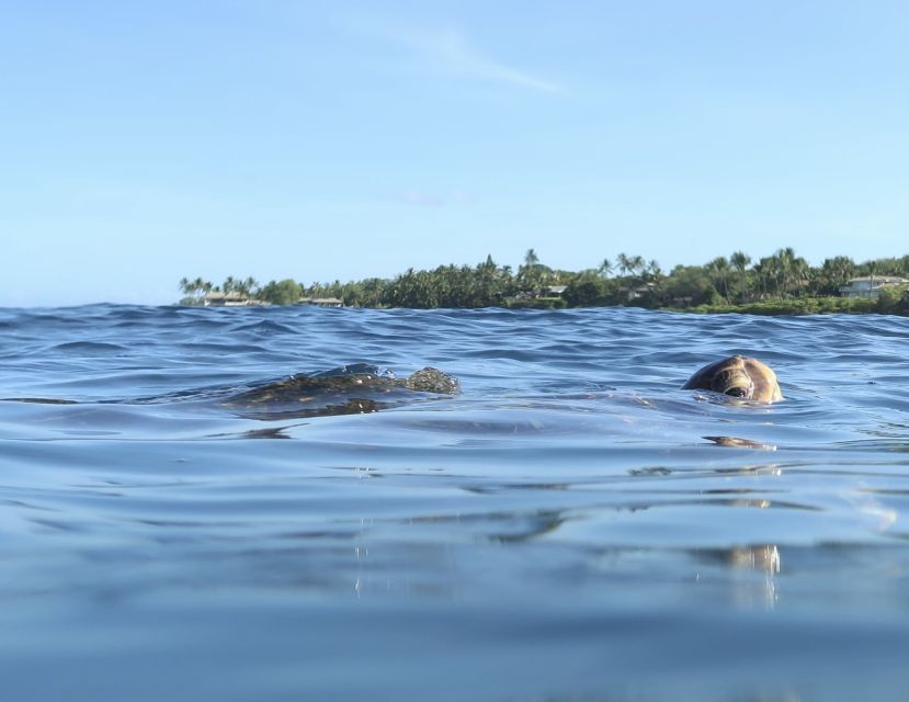 Maui: Beginner Level Private Stand-Up Paddleboard Lesson - Value and Pricing Analysis