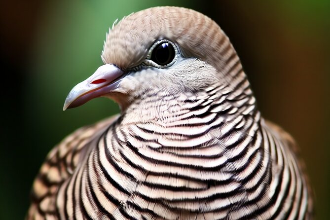 Maui Birdwatching at Maui Bird House - The Itinerary in Detail