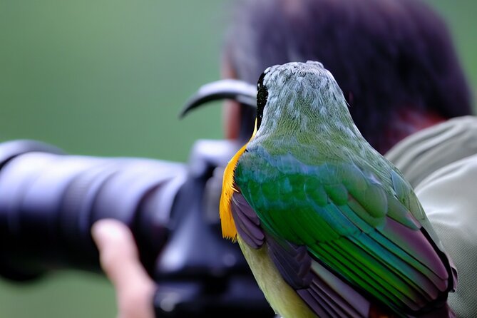 Maui Birdwatching at Maui Bird House - Viewing Opportunities and Bird Species