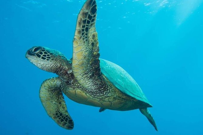 Maui Certified Shore Diving from Lahaina - Introduction