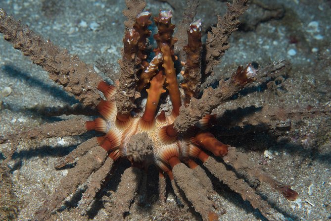 Maui Certified Shore Diving from Lahaina - What to Expect from This Lahaina Shore Dive