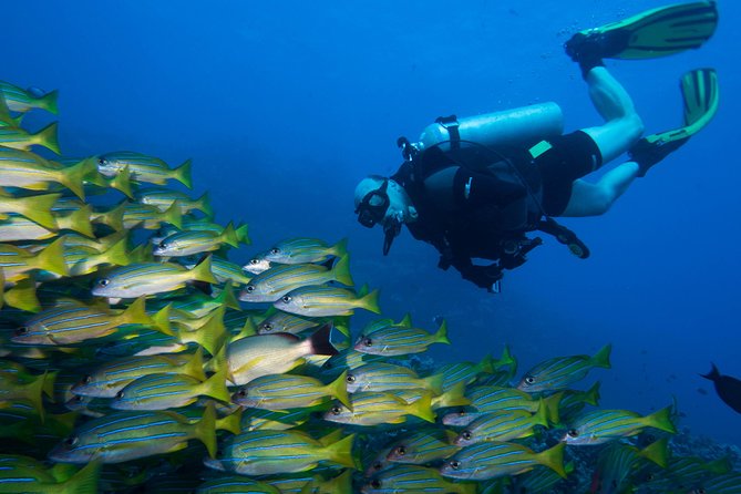 Maui Certified Shore Diving from Lahaina - The Itinerary: A Closer Look