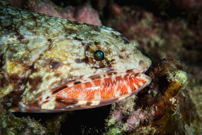 Maui Certified Shore Diving from Lahaina - Pricing & Value