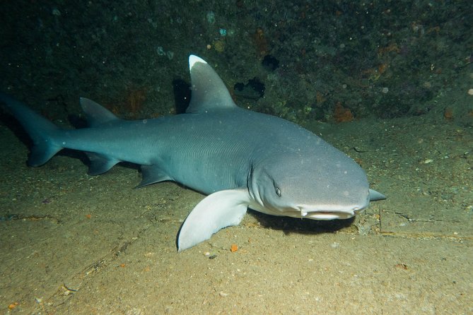 Maui Certified Shore Diving from Lahaina - FAQs