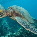 Maui: Eco-Friendly Conservation Scuba Dive Certified Divers - An In-Depth Look at the Eco-Conscious Maui Experience
