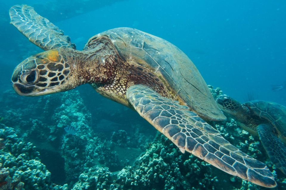 Maui: Eco-Friendly Conservation Scuba Dive Certified Divers - An In-Depth Look at the Eco-Conscious Maui Experience