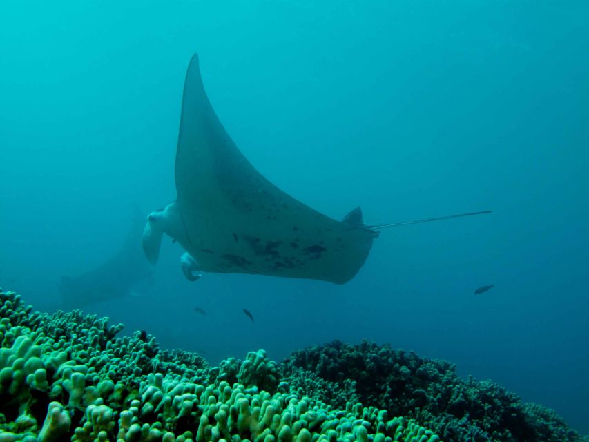 Maui: Eco-Friendly Conservation Scuba Dive Certified Divers - Why Value Matters