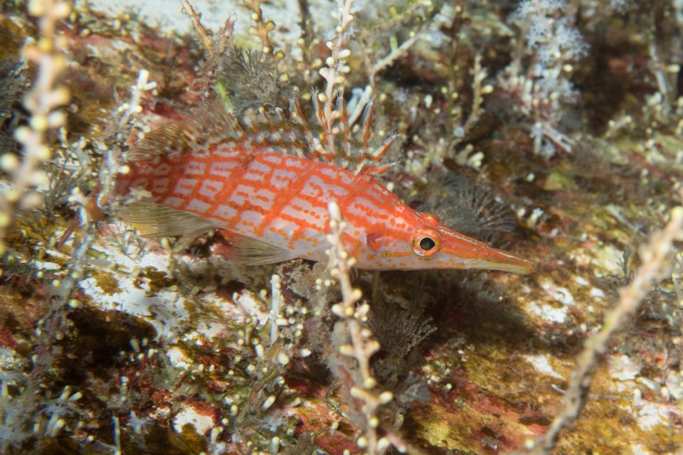 Maui: Eco-Friendly Conservation Scuba Dive Certified Divers - Who Will Love This Tour?